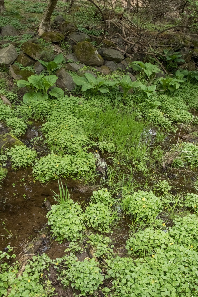 Dicots from Ashbridge Preserve, 1691 E Strasburg Rd, West Chester, PA ...