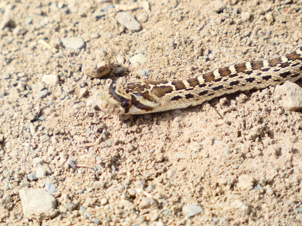 Pacific Gopher Snake from Coyote Creek Parkway, Coyote, CA, US on ...