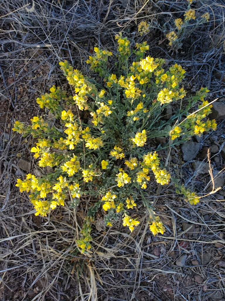 Fendler's bladderpod from Jeff Davis County, TX, USA on April 26, 2024 ...