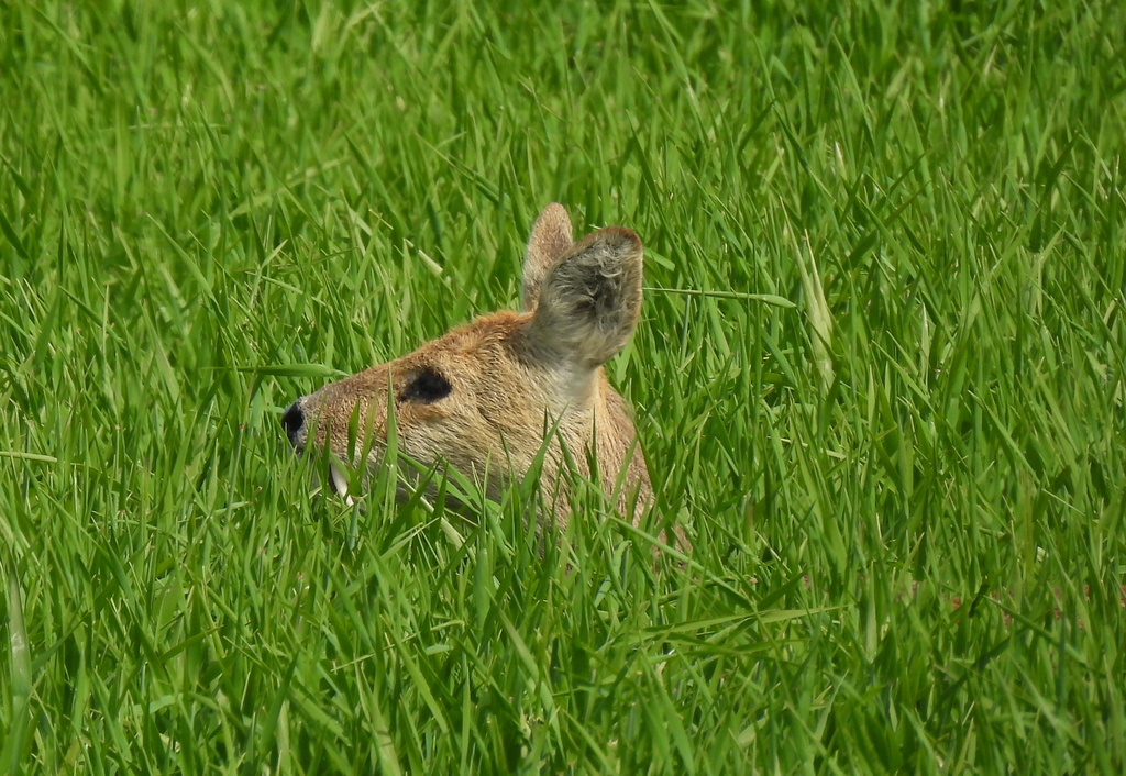 Water Deer in May 2024 by heliastes21. Note the fangs! See my journal ...