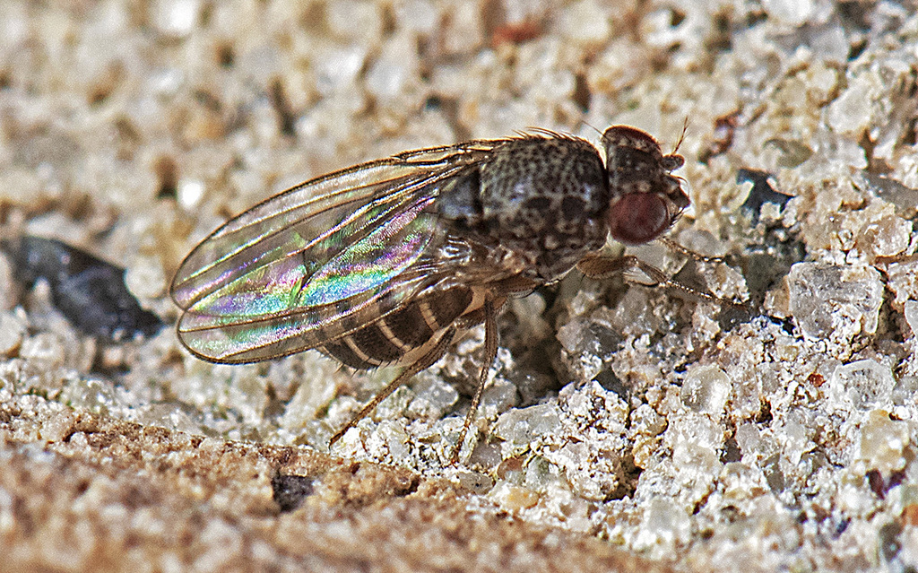 Drosophila repleta from Canyon Lake, TX, USA on May 11, 2024 at 09:40 ...