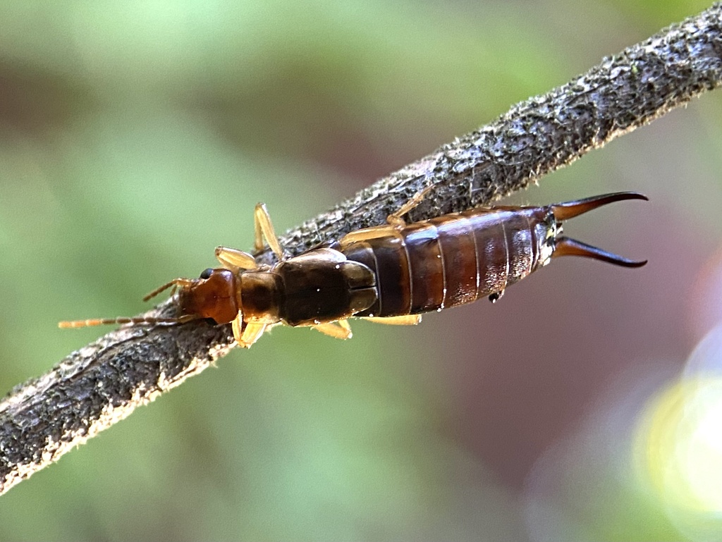 European Earwig Complex from Western Washington University, Bellingham ...