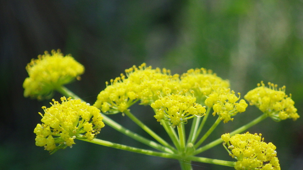 Ternate Desert-parsley from South Perry District, Spokane, WA, USA on ...