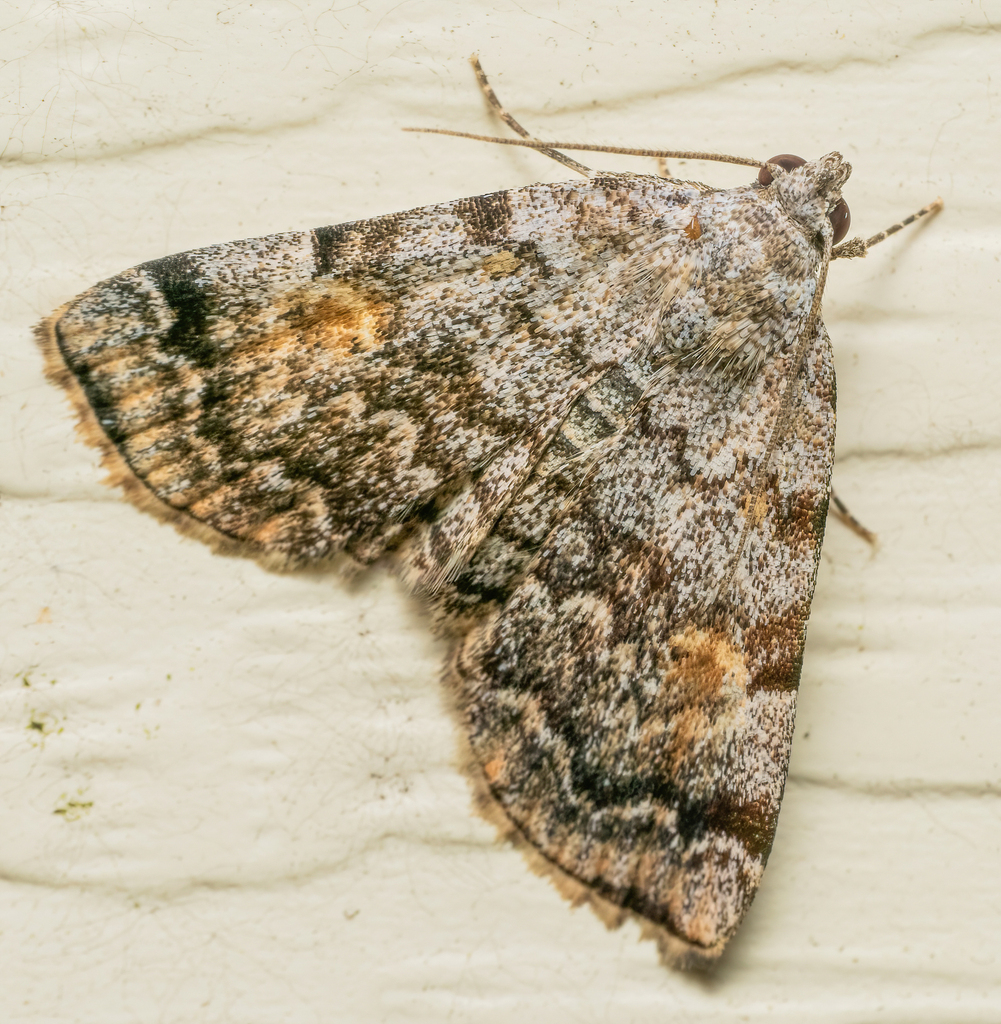 American Idia Moth from Old Fort Rd, Blacksburg, Virginia, USA on May 9 ...