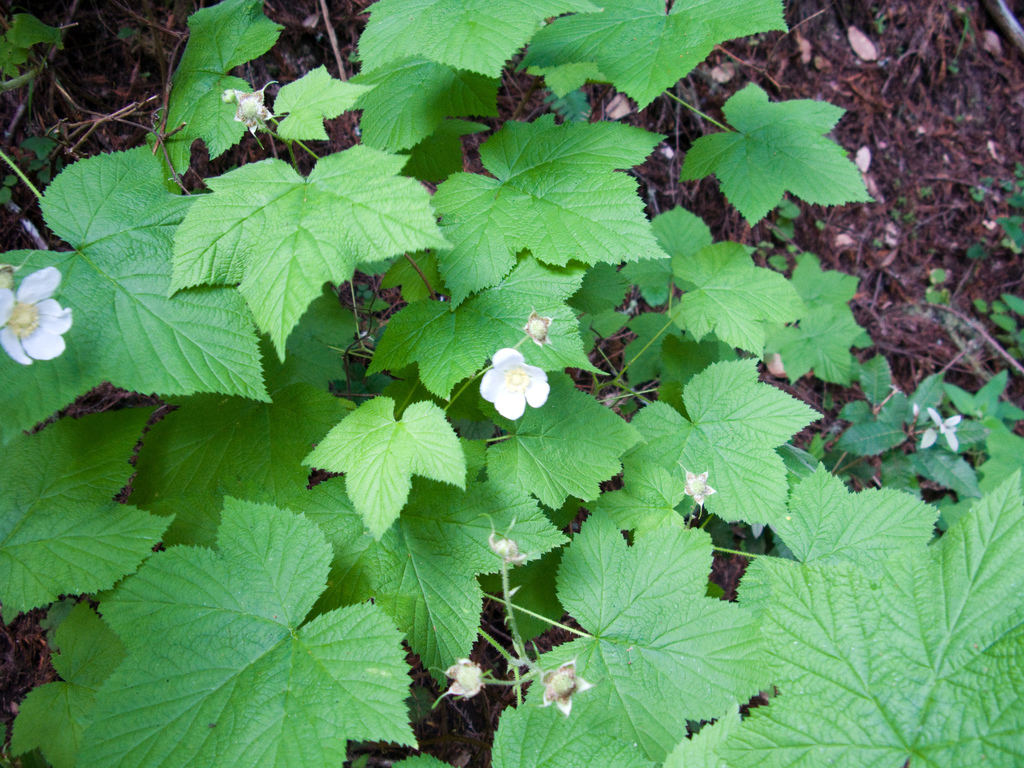 western thimbleberry (Plant Taxa on the Fire Trail's of Berkeley ...