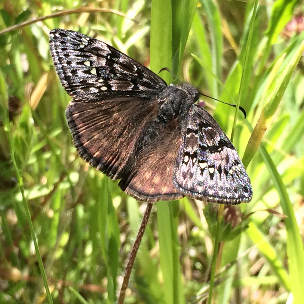 Persius Duskywing Zion National Park Butterfly Guide N INaturalist