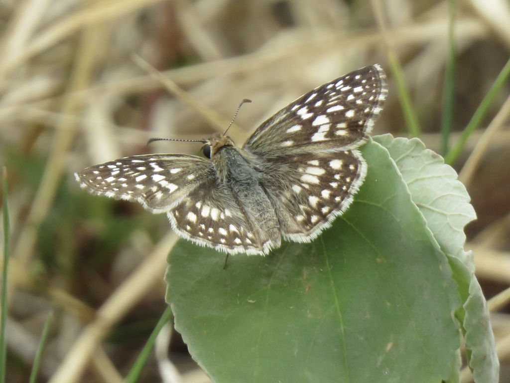 Tropical Checkered-Skipper from Blue Bunting Lodge on May 10, 2024 at ...