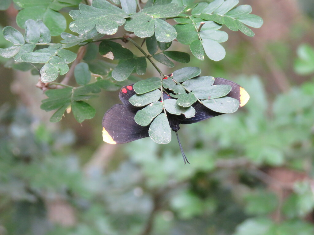 Red-bordered Pixie from Blue Bunting Lodge on May 12, 2024 at 09:19 AM ...