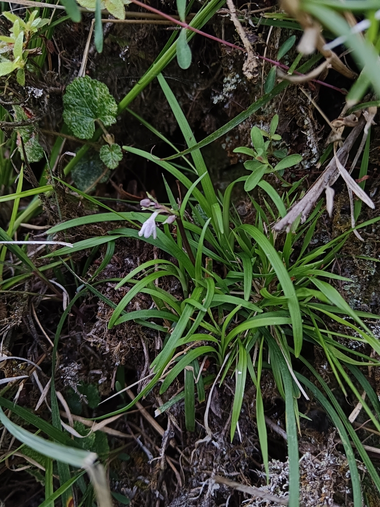 Bletilla formosana from 台灣南投縣嘉義縣，高雄市，臺東縣玉山國家公園 on May 12, 2024 at 01:21 ...