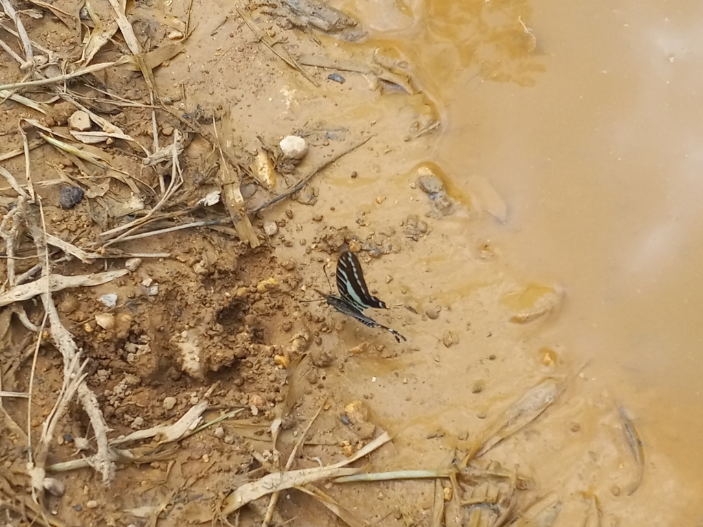 Hispaniolan Kite-Swallowtail in May 2024 by Martin Reith · iNaturalist