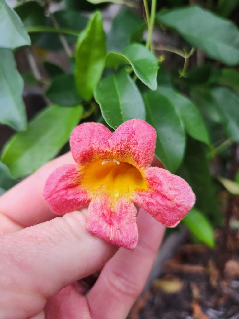 cross vine from College Station, TX 77845, USA on May 12, 2024 at 11:47 ...