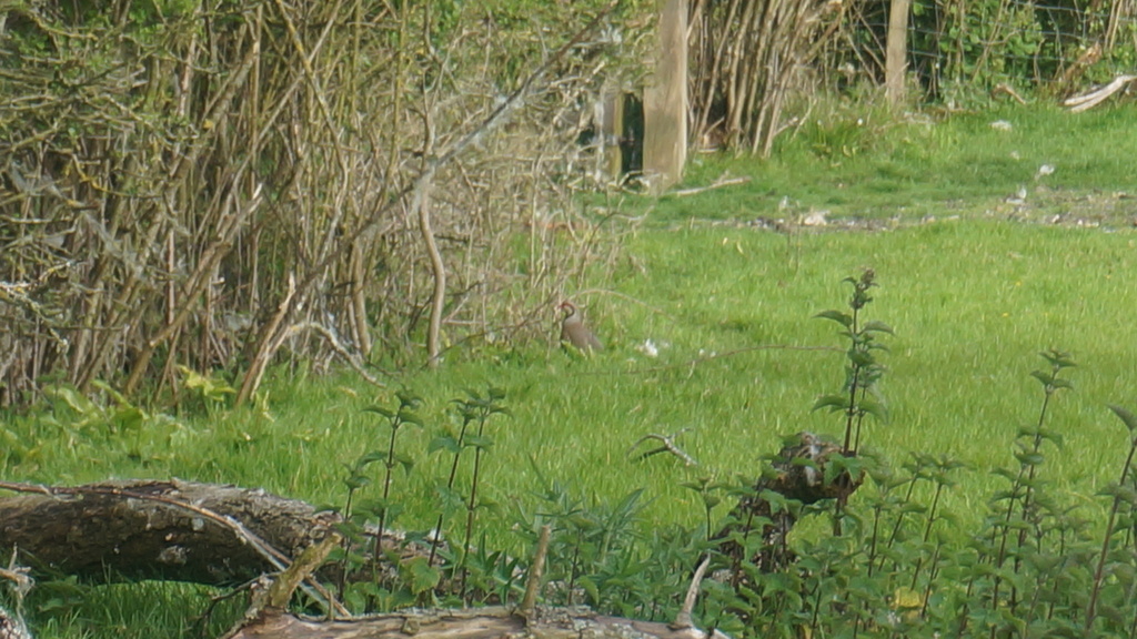 Red-legged Partridge from Kent Downs AONB, Ashford, England, GB on May ...