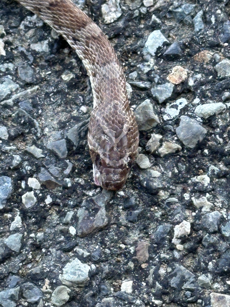 California Lyresnake in May 2024 by Rachel Whitt · iNaturalist