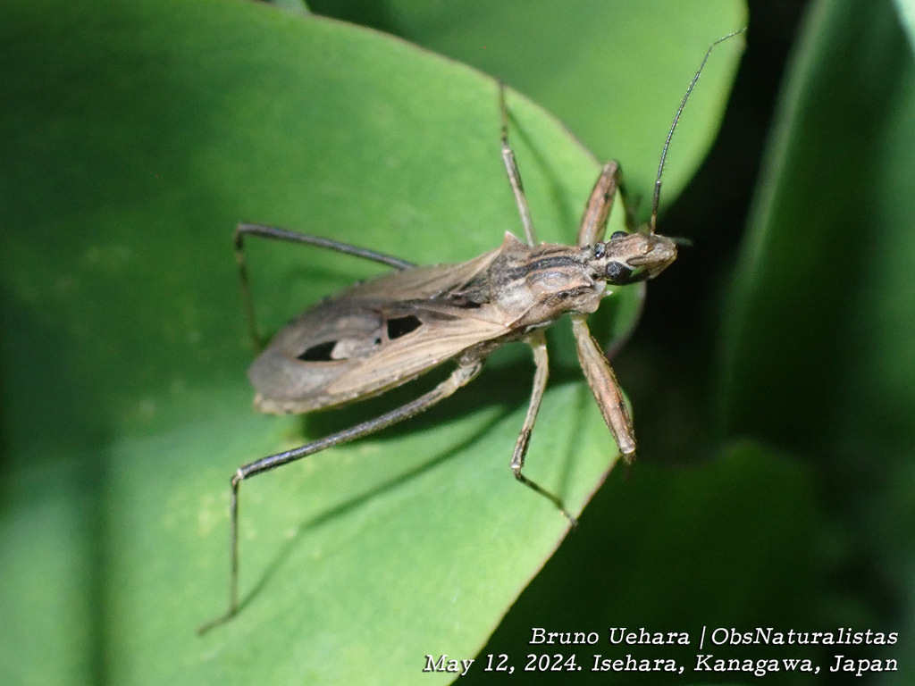 Oncocephalus from Higashitomioka, Isehara, Kanagawa 259-1112, Japão on ...
