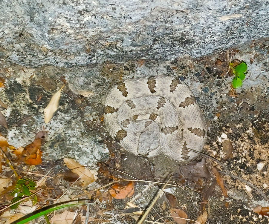 Mottled Rock Rattlesnake from Val Verde County, TX, USA on May 6, 2024 ...