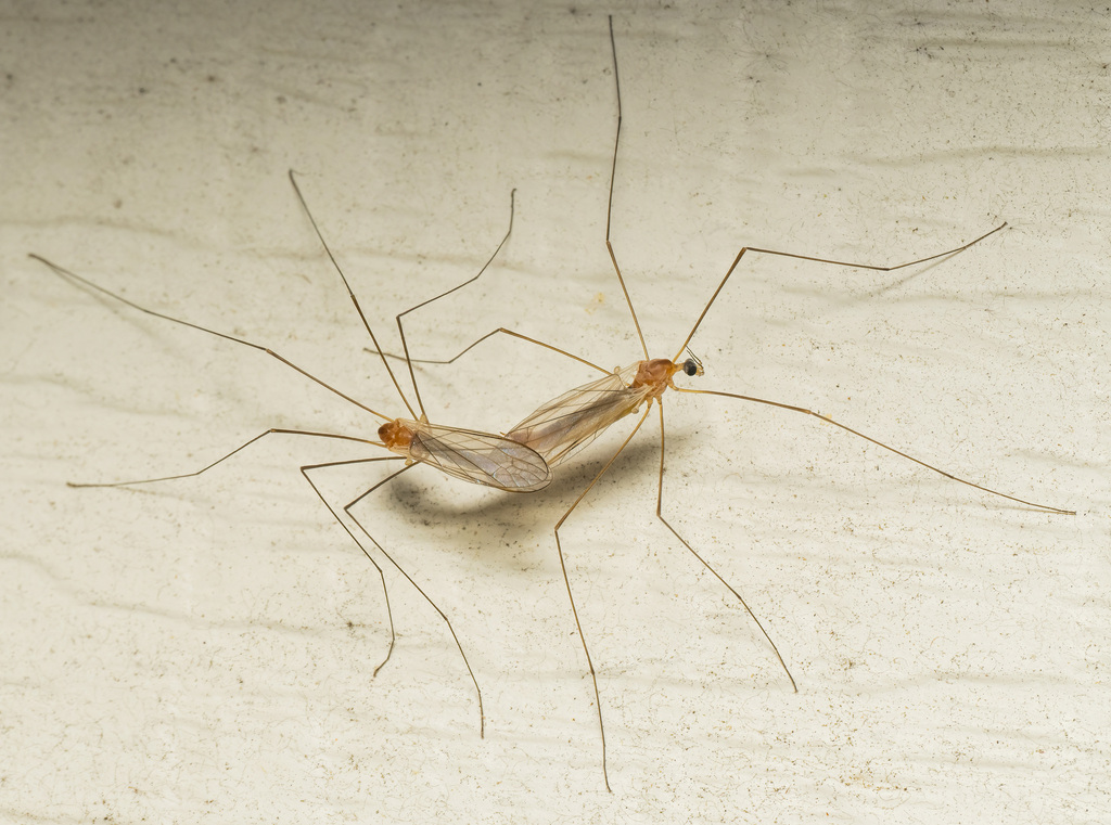 Antocha from Old Fort Rd, Blacksburg, Virginia, USA on May 9, 2024 at ...