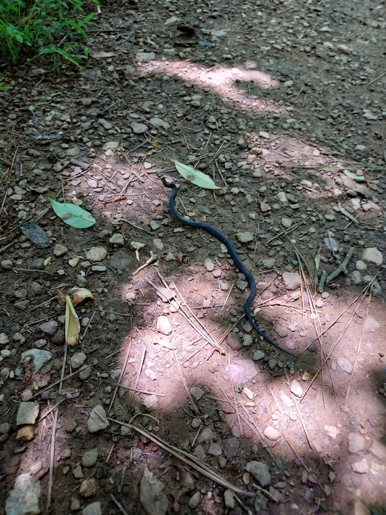 ring-necked snake from Lancaster, SC 29720, USA on May 12, 2024 at 01: ...