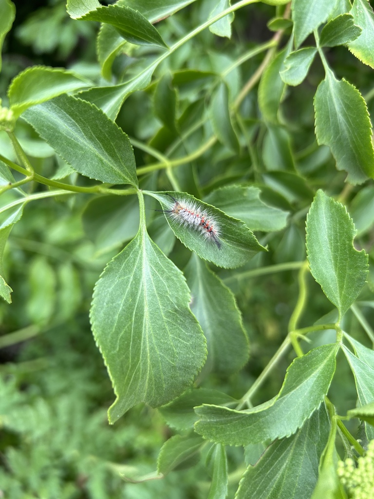 Western Tussock Moth from Laguna Coast Wilderness Park, Laguna Beach ...