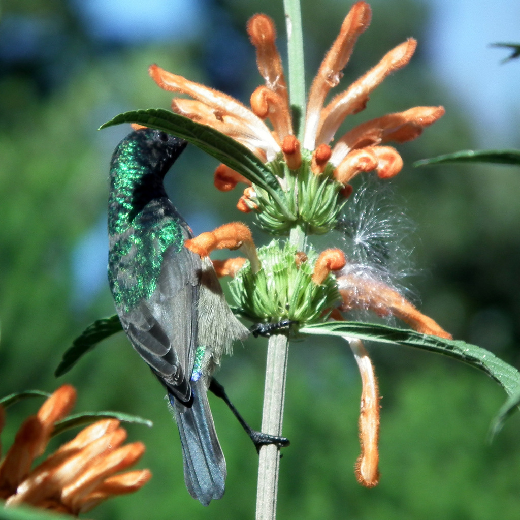 Southern Greater Double-collared Sunbird from Garden Route Botanical ...