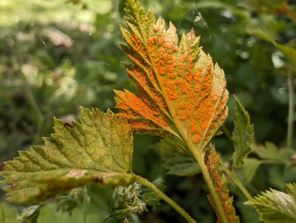 blackberry orange rust from New Bethel, Indianapolis, IN, USA on May 12 ...