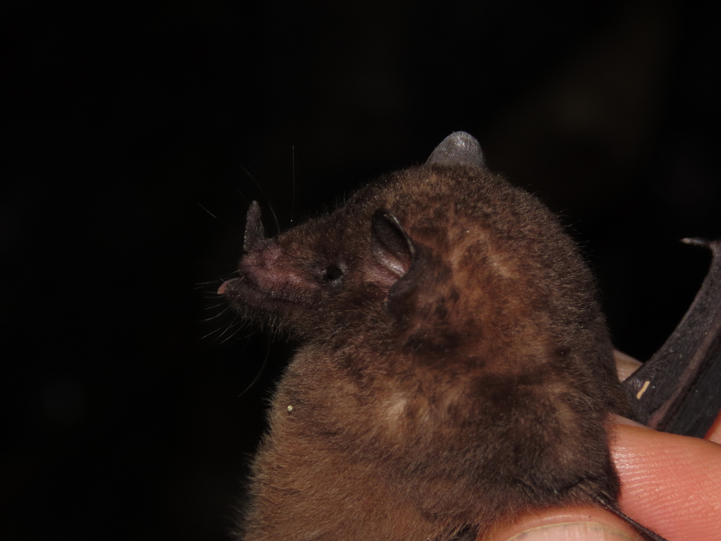 tube-lipped tailless bat from Pueblo Rico, Risaralda, Colombia on May 9 ...