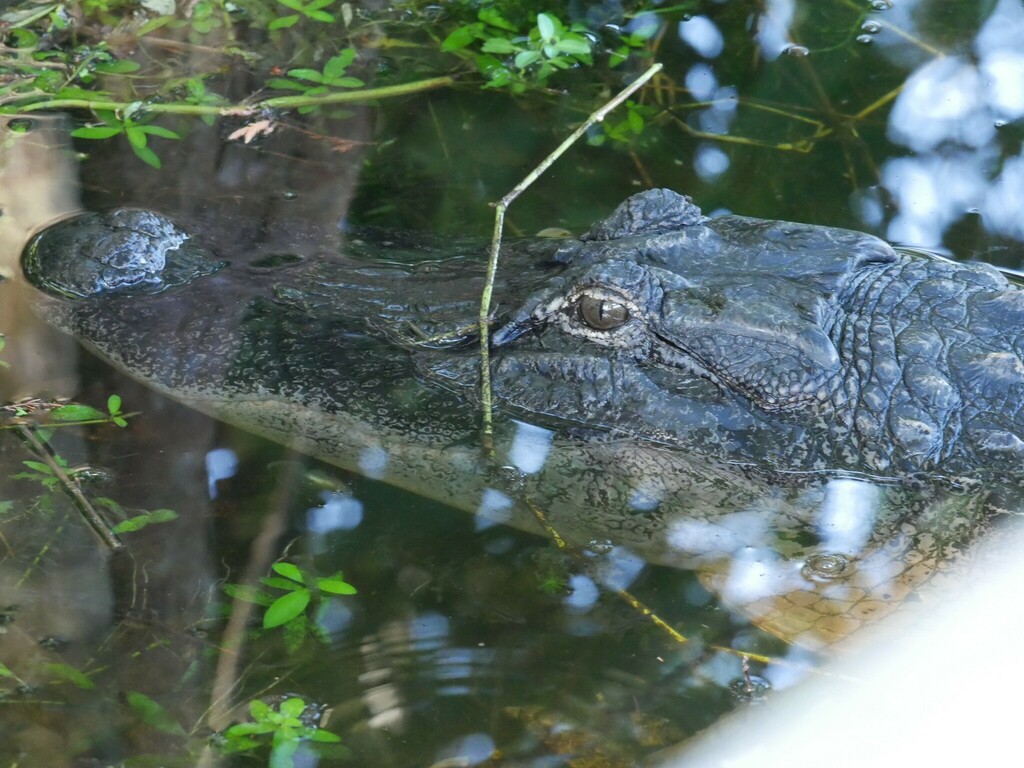 American Alligator from Largo, FL, USA on September 5, 2022 at 09:51 AM ...
