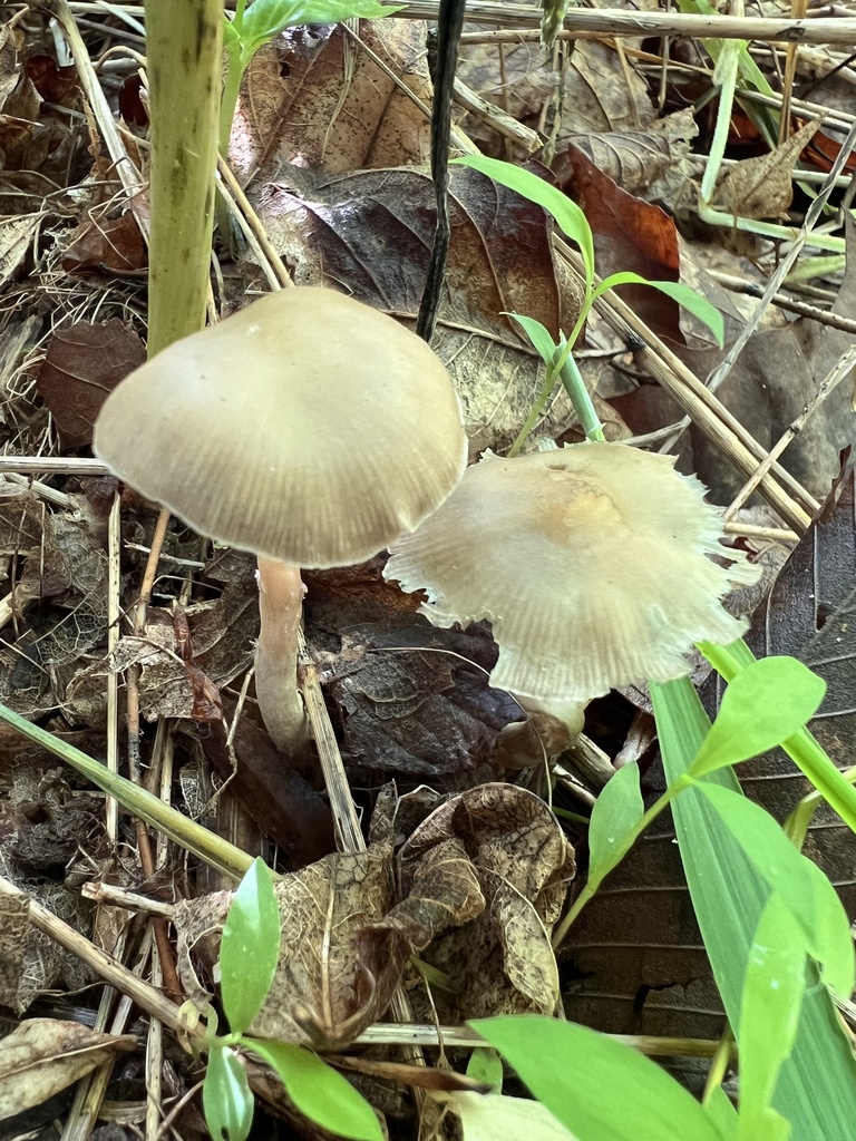 Psychedelic Ovoid Mushroom in May 2024 by Annie Weissman · iNaturalist