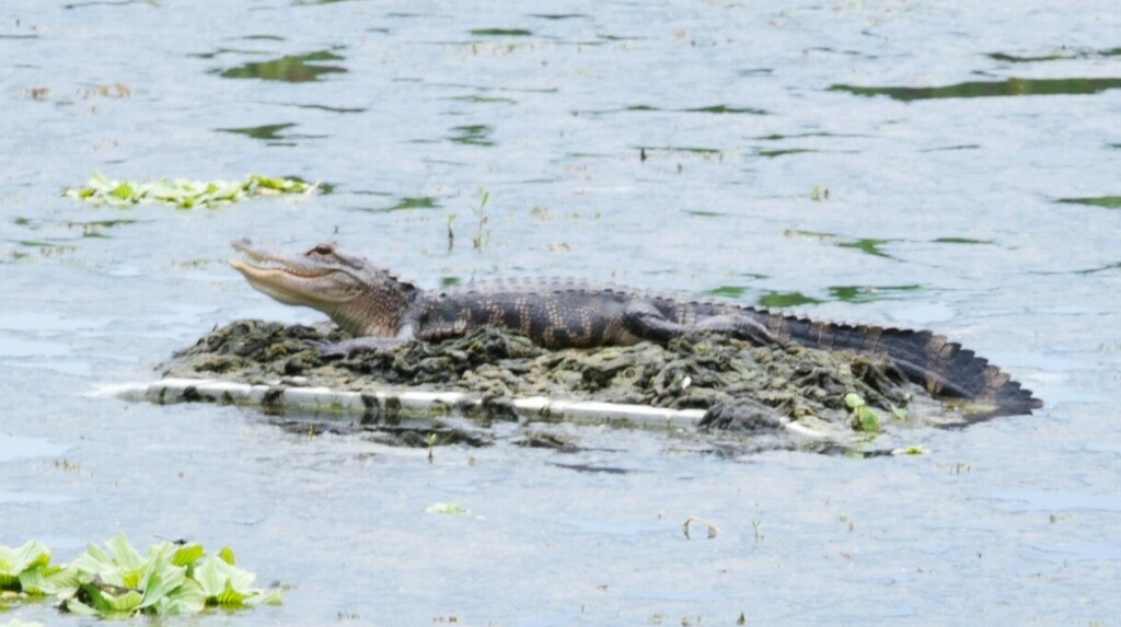 American Alligator from Largo, FL, USA on August 26, 2022 at 03:09 PM ...