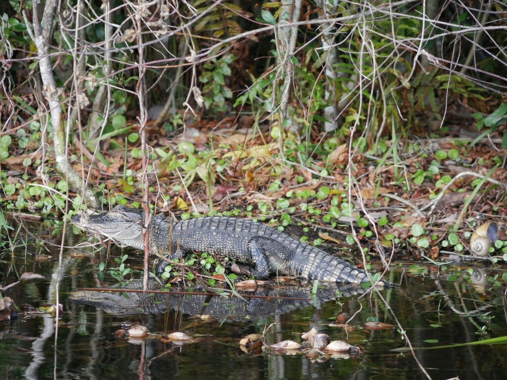 American Alligator from Friends Of Ridgecrest, Largo, FL, USA on ...