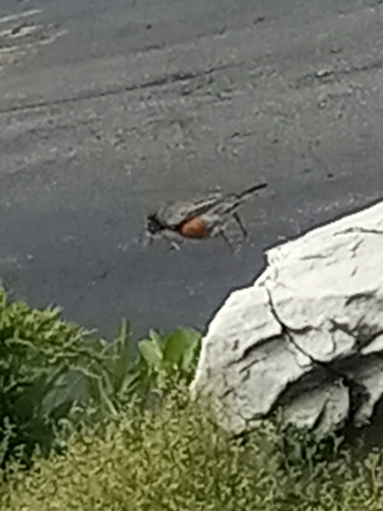 American Robin from Western Ave & Rapp Rd, Westmere, NY 12203, USA on ...