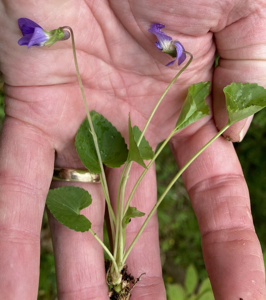 Le Conte's Violet from Peterborough, Ontario, Canada on May 12, 2024 at ...
