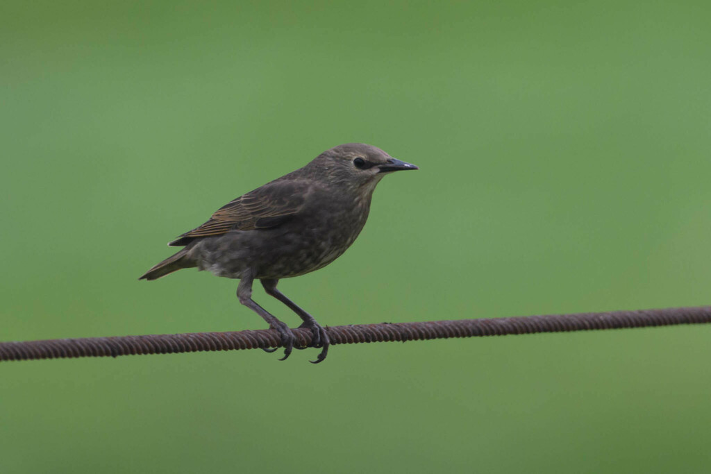 European Starling from Galveston, Texas, United States on May 12, 2024 ...