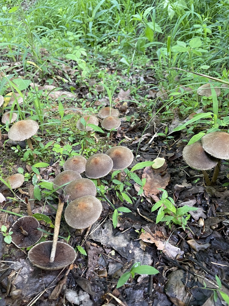 Banded Mottlegill from Progress Ridge Rd, Walker, WV, US on May 11 ...