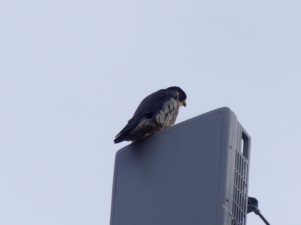 Peregrine Falcon from Washington Valley Reservoir, Bridgewater, NJ ...