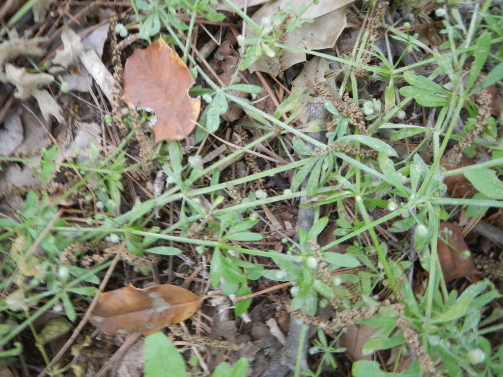 Stiff Marsh Bedstraw from Cherokee County, TX, USA on April 30, 2019 at ...