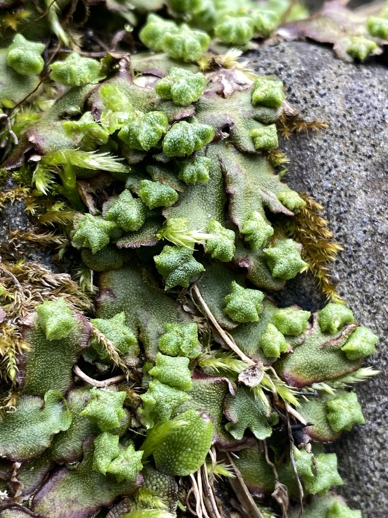 Narrow Mushroom-headed Liverwort from Hardwick, VT, US on May 12, 2024 ...