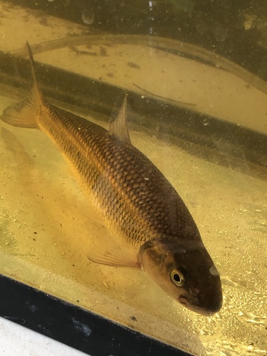 avnj's Identifications · iNaturalist