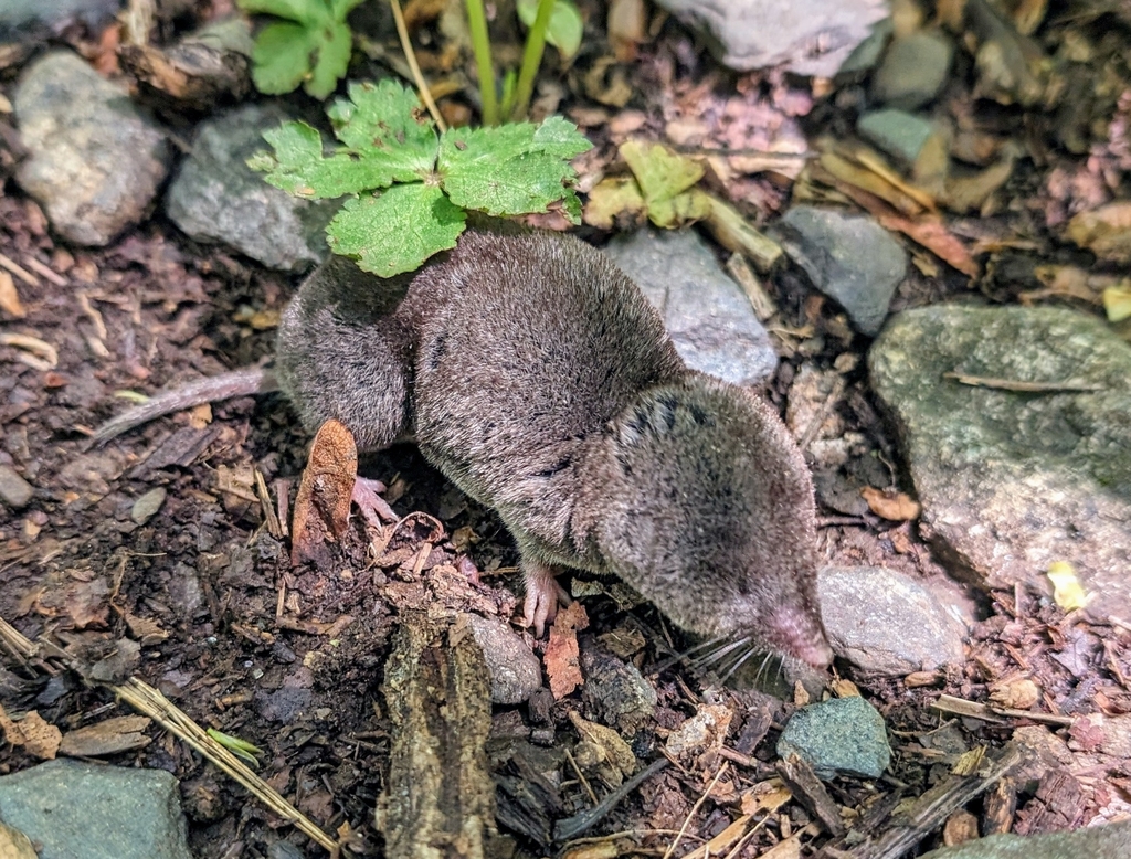 Northern Short-tailed Shrew from Syria, VA 22743, USA on May 12, 2024 ...