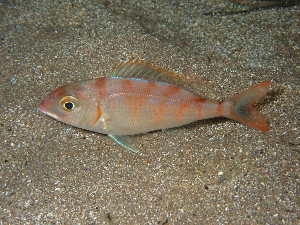 Common Pandora from Saména, Marseille, France on May 11, 2024 at 10:37 ...