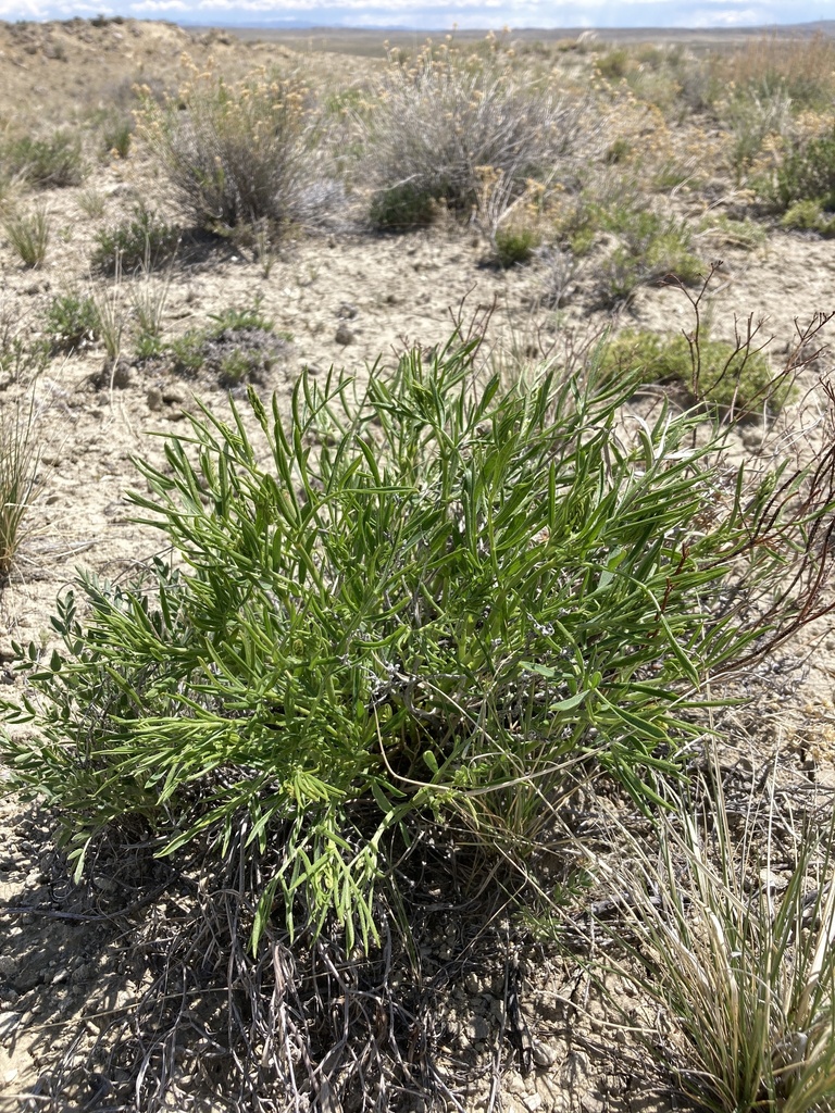 Gray's Milkvetch from Shoshoni, WY, US on May 12, 2024 at 12:11 PM by ...