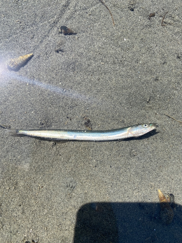 Pacific Sand Lance from Sunshine Hills, Delta, BC, CA on May 12, 2024 ...