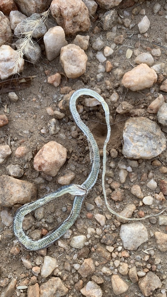 Stripe-bellied Sand Snake from Khomas Region, Namibia on May 12, 2024 ...