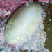 Modest Cadlina (Cadlina modesta) · iNaturalist