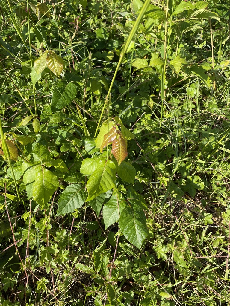 eastern poison ivy from Rapids Rd, Columbia, SC, US on May 12, 2024 at ...
