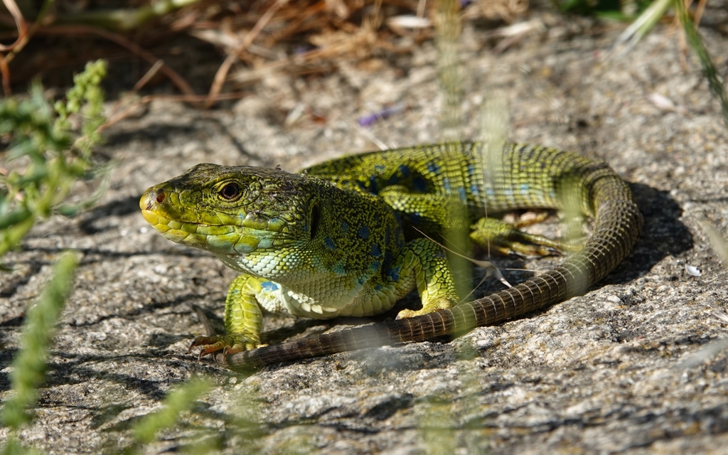 Ocellated lizard from Almada, Portugal on May 12, 2024 at 06:19 PM by ...