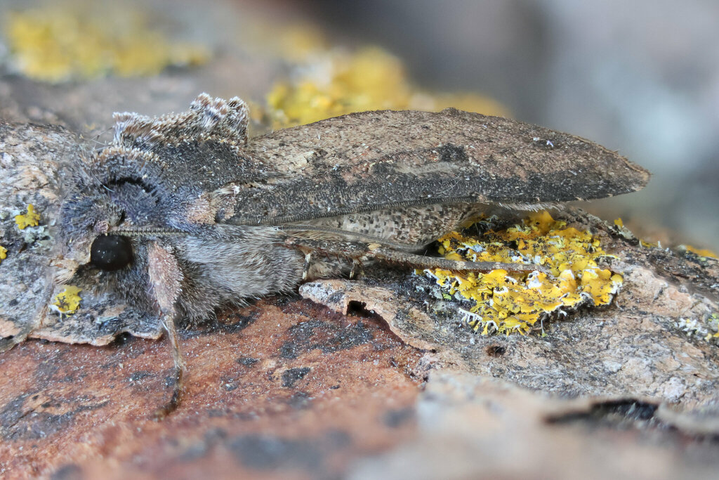 Ipsilon Dart Moth from Jésuites, Québec, QC, Canada on May 10, 2024 at ...