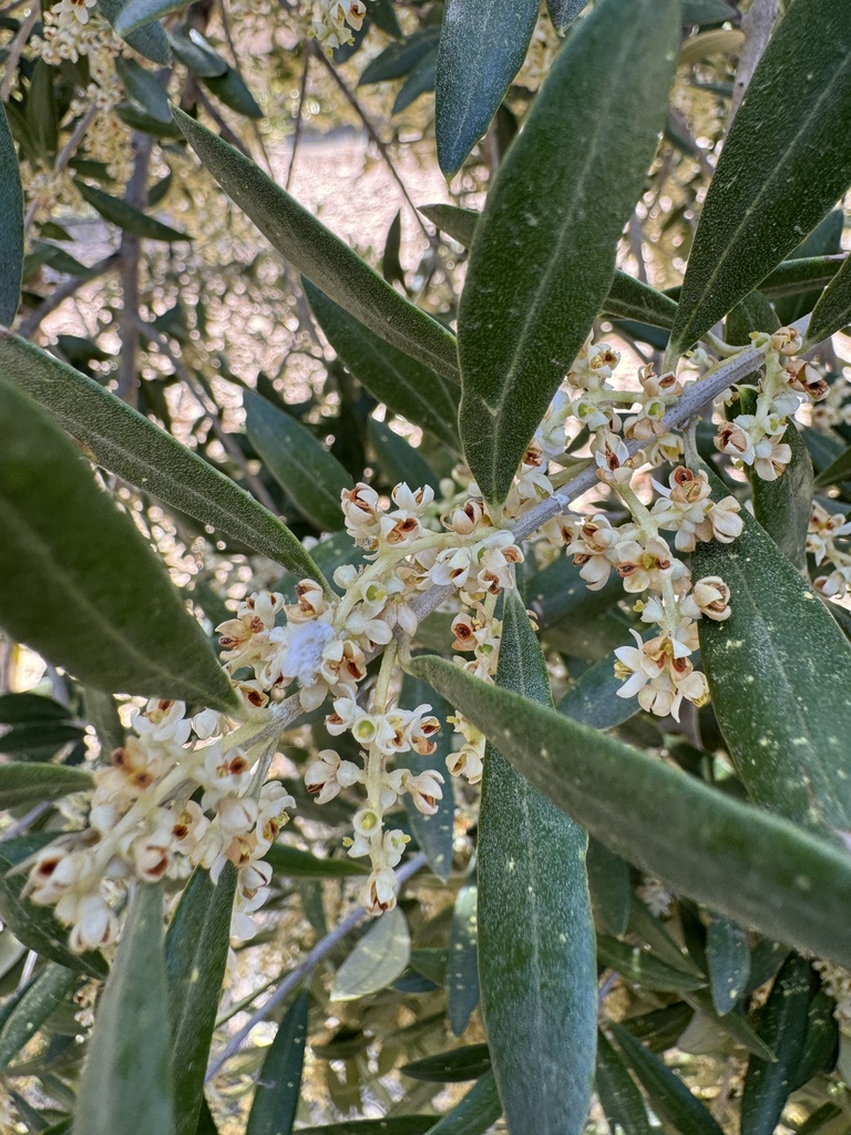 olive psyllid from Jumilla, Murcia, ES on May 12, 2024 at 04:59 PM by ...