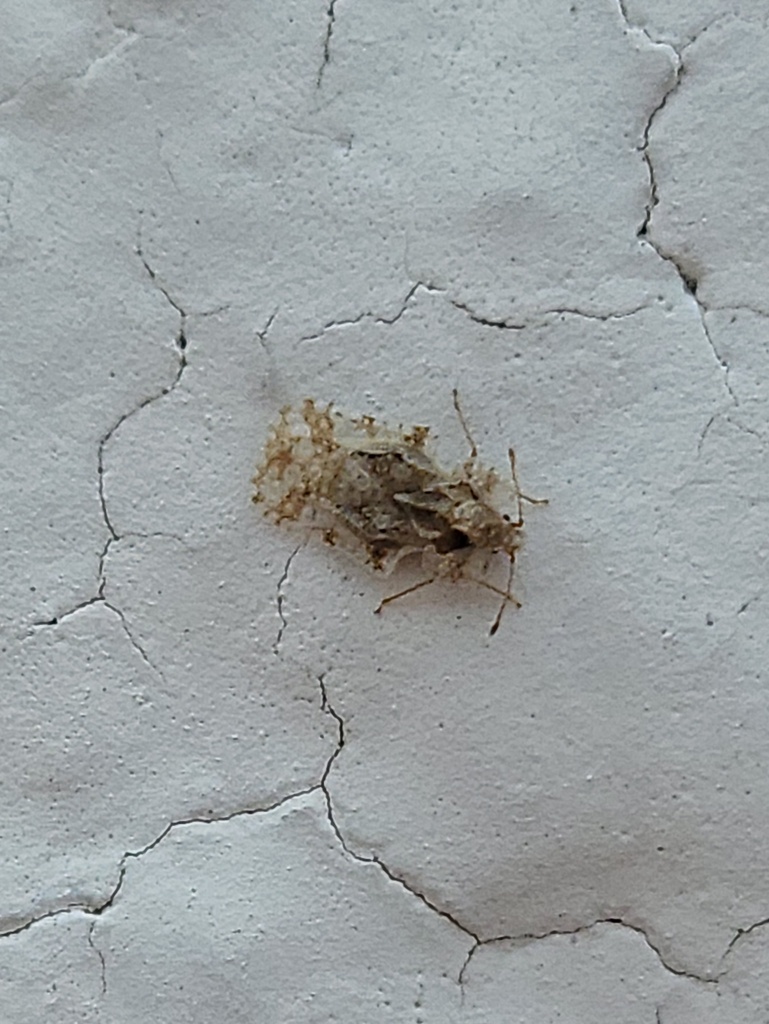 Corythucha morrilli desde Contry La Silla 7o Sector, 67173 Guadalupe, N ...