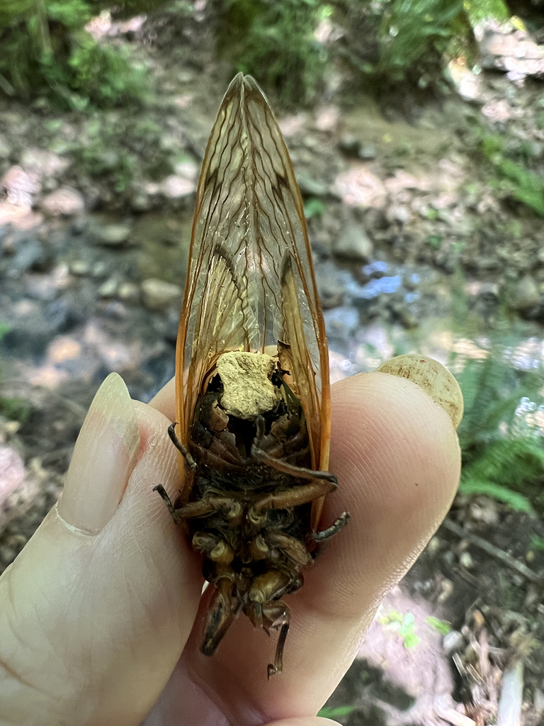 Massospora cicadina from Abbeville County, SC, USA on May 12, 2024 at ...