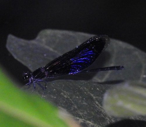 Euphaea guerini · iNaturalist Mexico